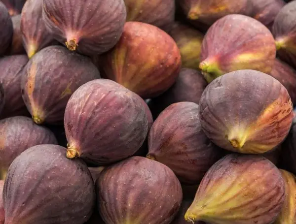 تين بارشومي مصري مجمد